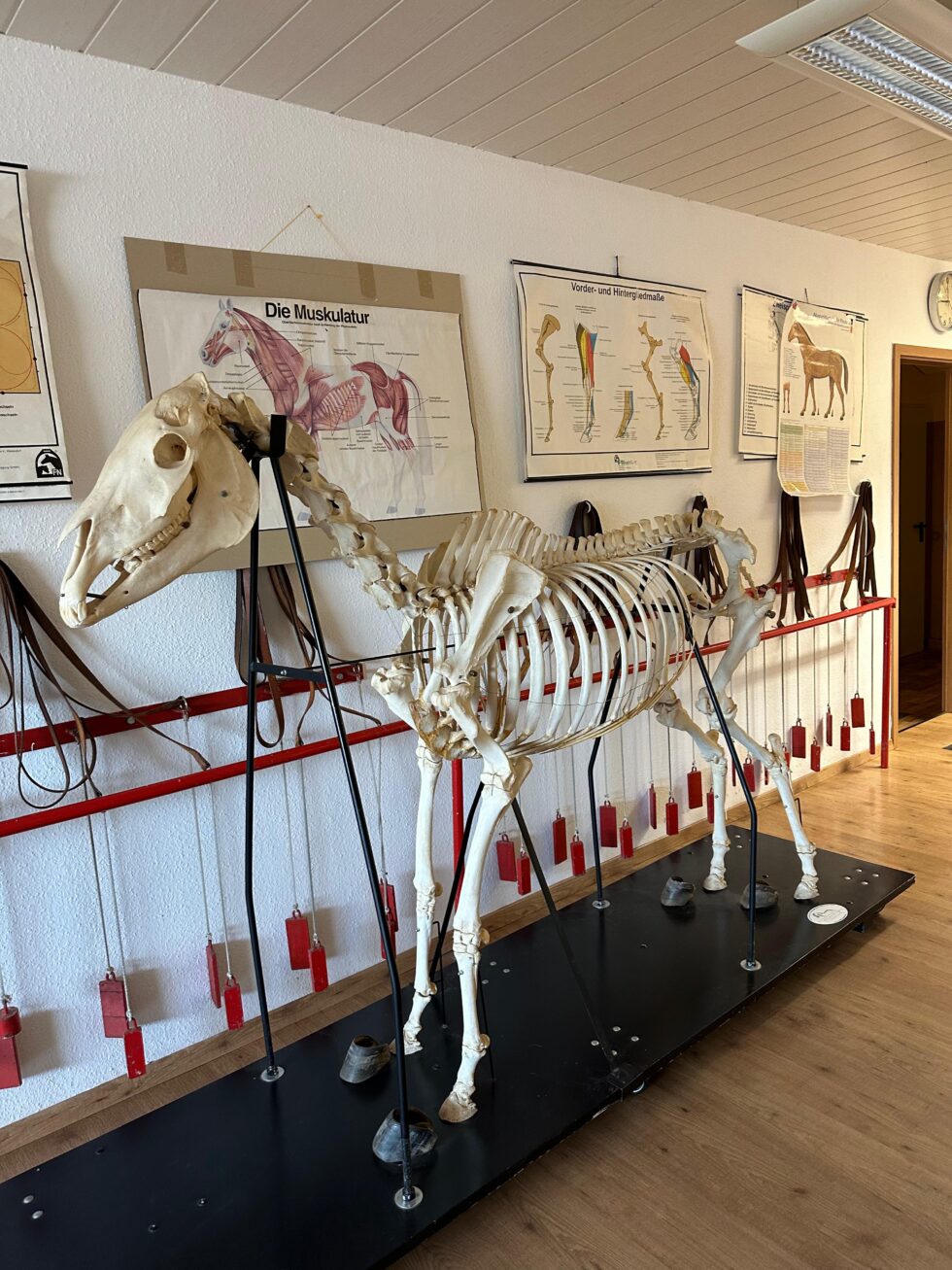 Fortbildung "Masterclass für Sattler und Sattelfitter" bei der ...